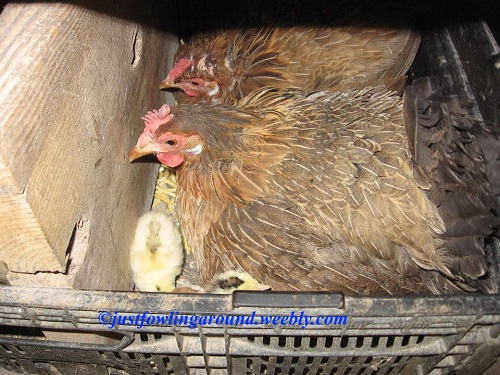 How a Broody Hen Hatches Chicks - Backyard Poultry